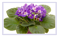 FloweringTips
