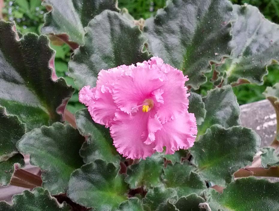 My Violet | African Violets