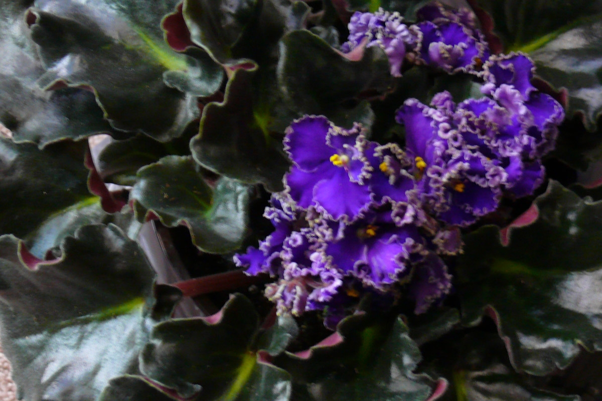 My Violet | African Violets