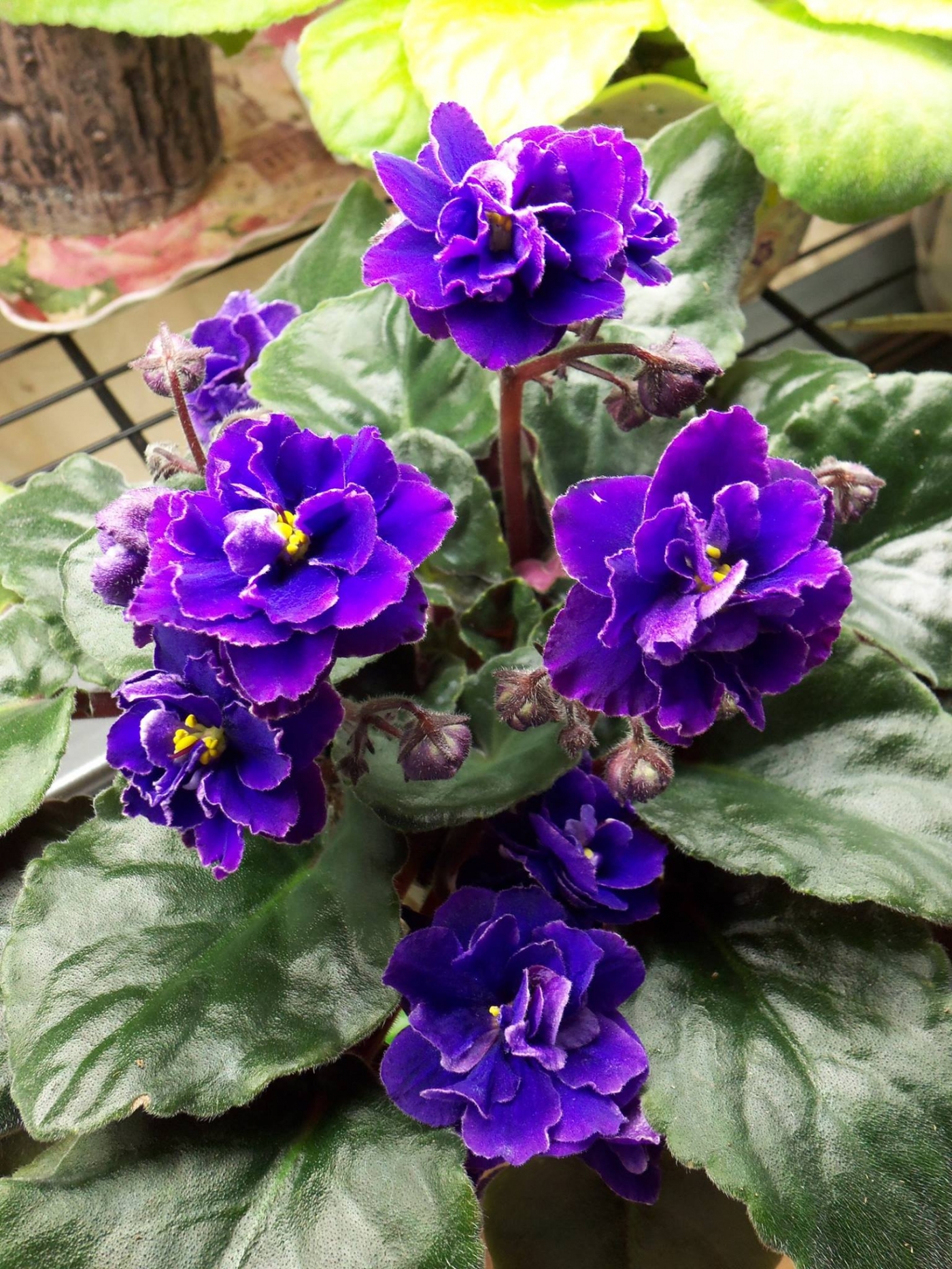 My Violet | African Violets