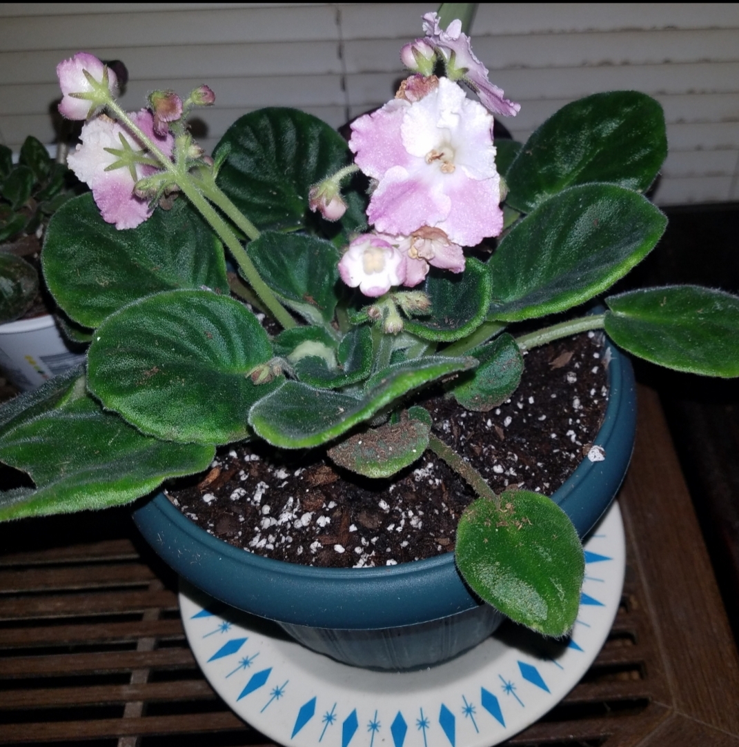 My Violet | African Violets